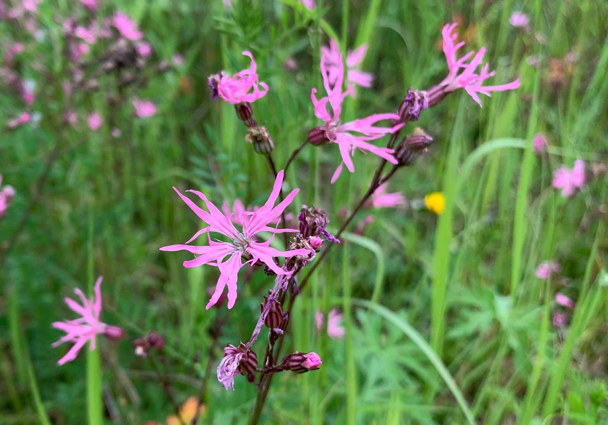 Planting Ragged Robin: An Autumn Task for Spring Rewards – Pure Seeds