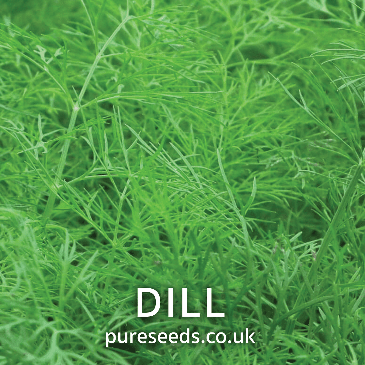 Dill Herb Seeds | Fresh Herb Grow Your Own Gardening – Pure Seeds