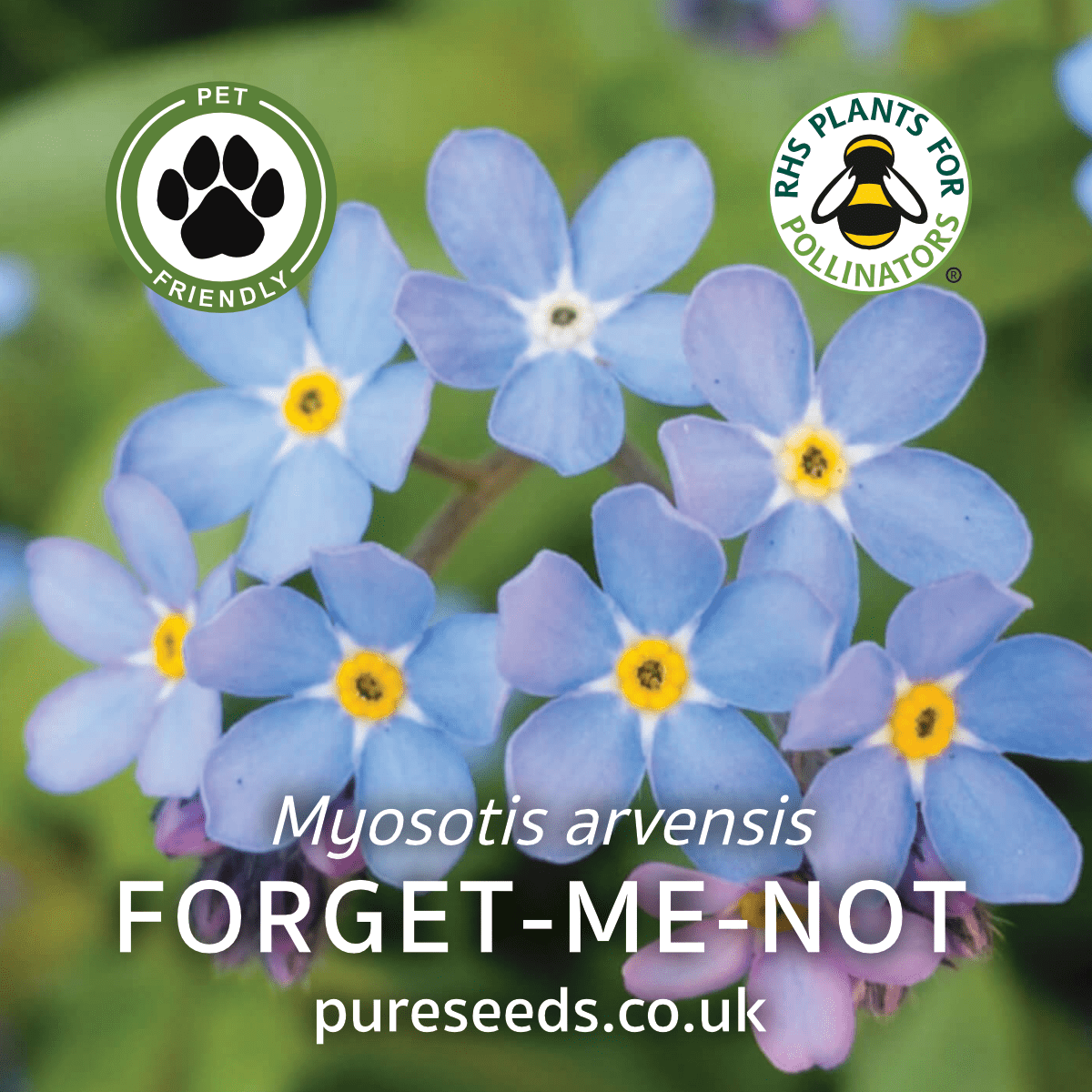 Forget-Me-Not Seeds (Myosotis arvensis) Dainty Blue Flowers for ...