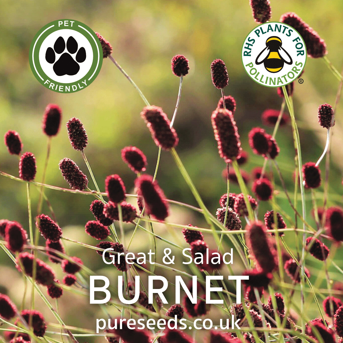 Burnet Seeds | Great & Salad Burnet, Hardy Perennial Edible Wildflower ...