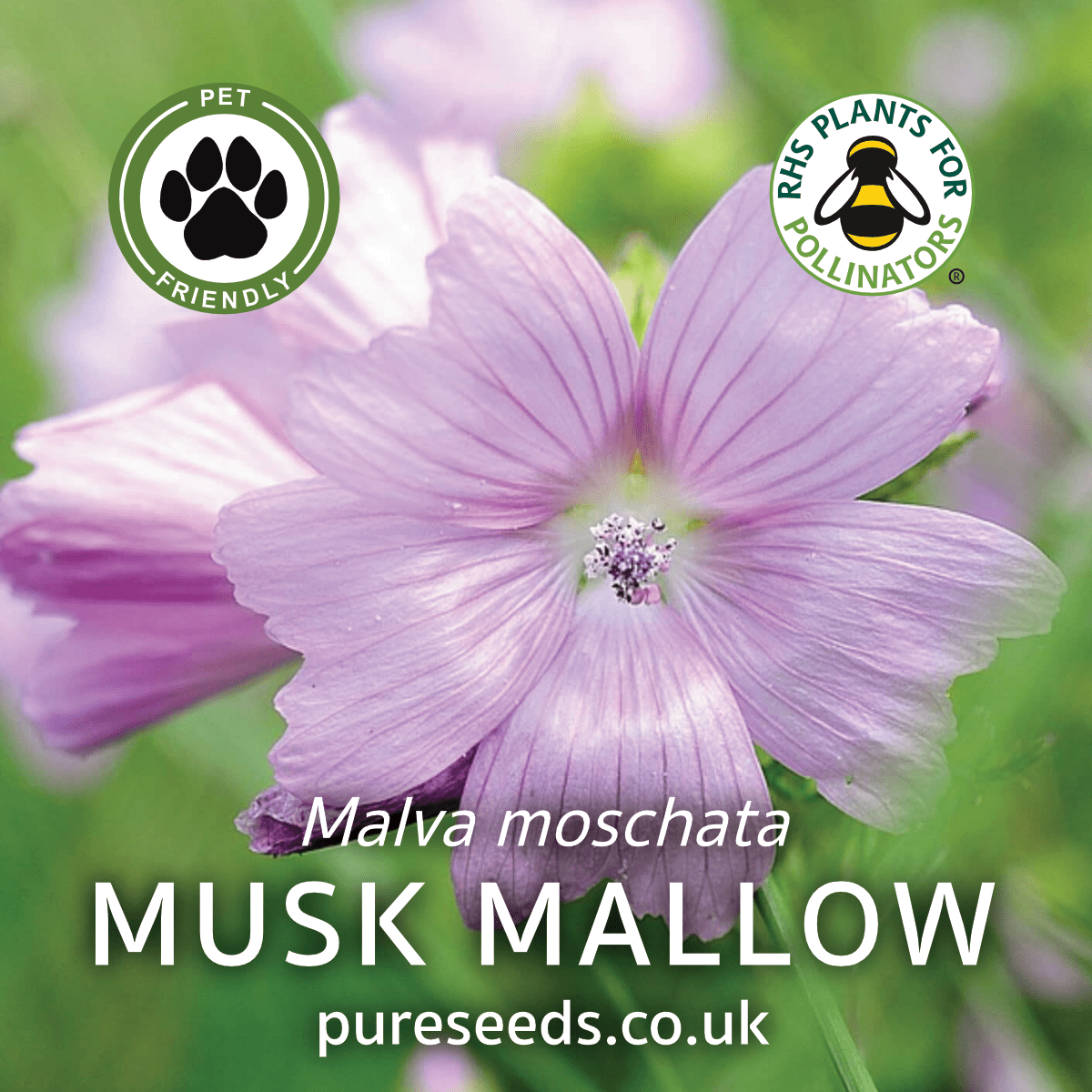 Musk Mallow Seeds (Malva moschata) | Pink Edible Wildflower – Pure Seeds