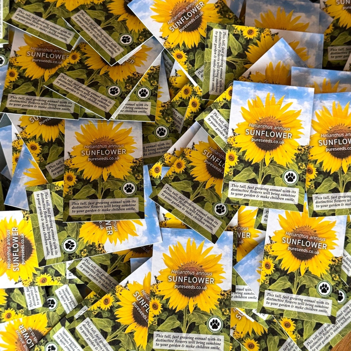 Sunflower Seeds (Bulk Wholesale) – Pure Seeds