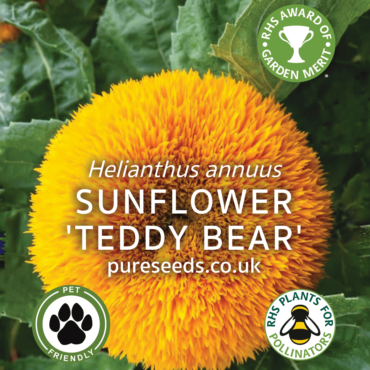 Adorable & unique Sunflower Teddy Bear Seeds – Pure Seeds