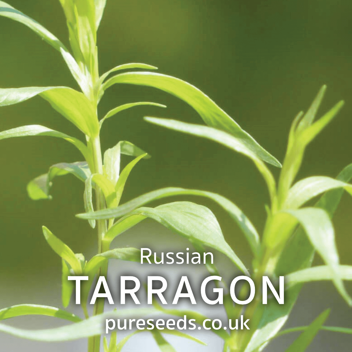 Tarragon (Russian) Herb Seeds – Pure Seeds