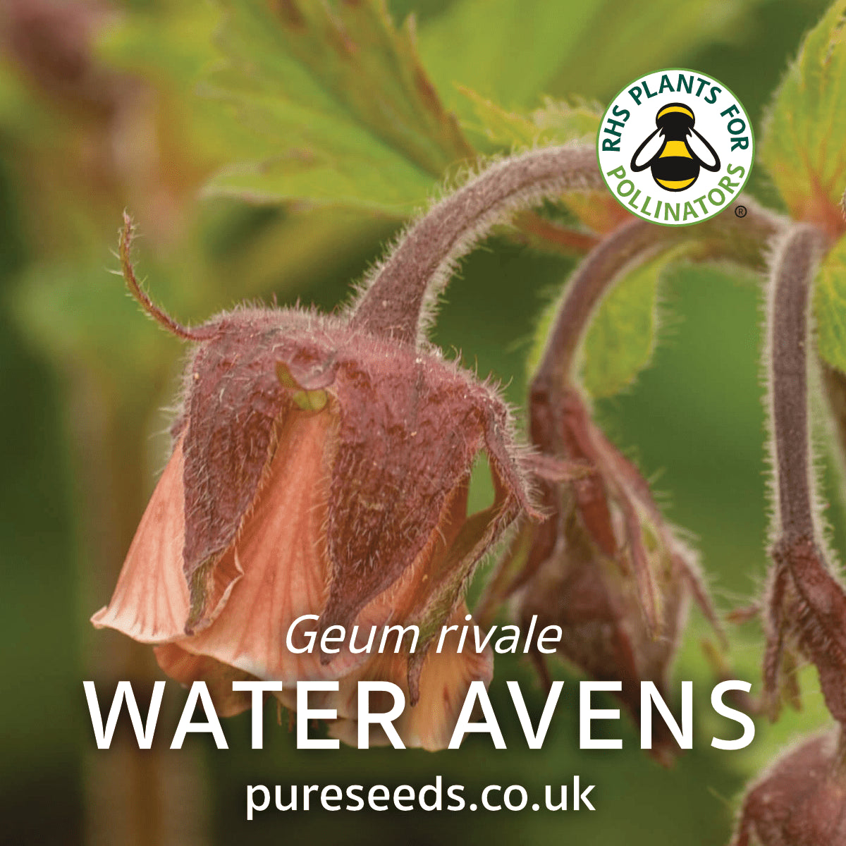 Water Avens Seeds (Geum rivale) | Marginal Pond Plant Wildflower – Pure ...