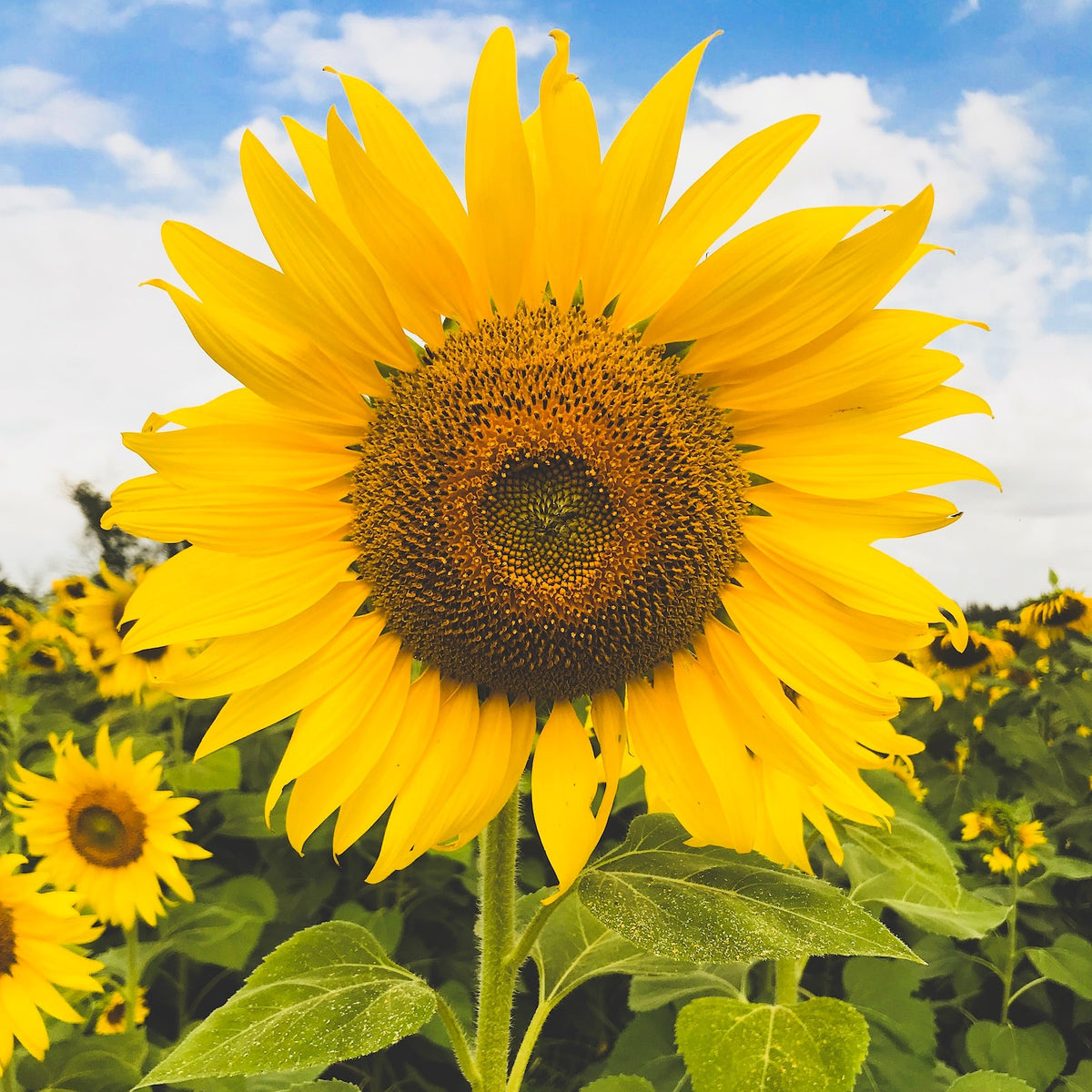 Sunflowers Giant Common Variety Helianthus annuus – Pure Seeds