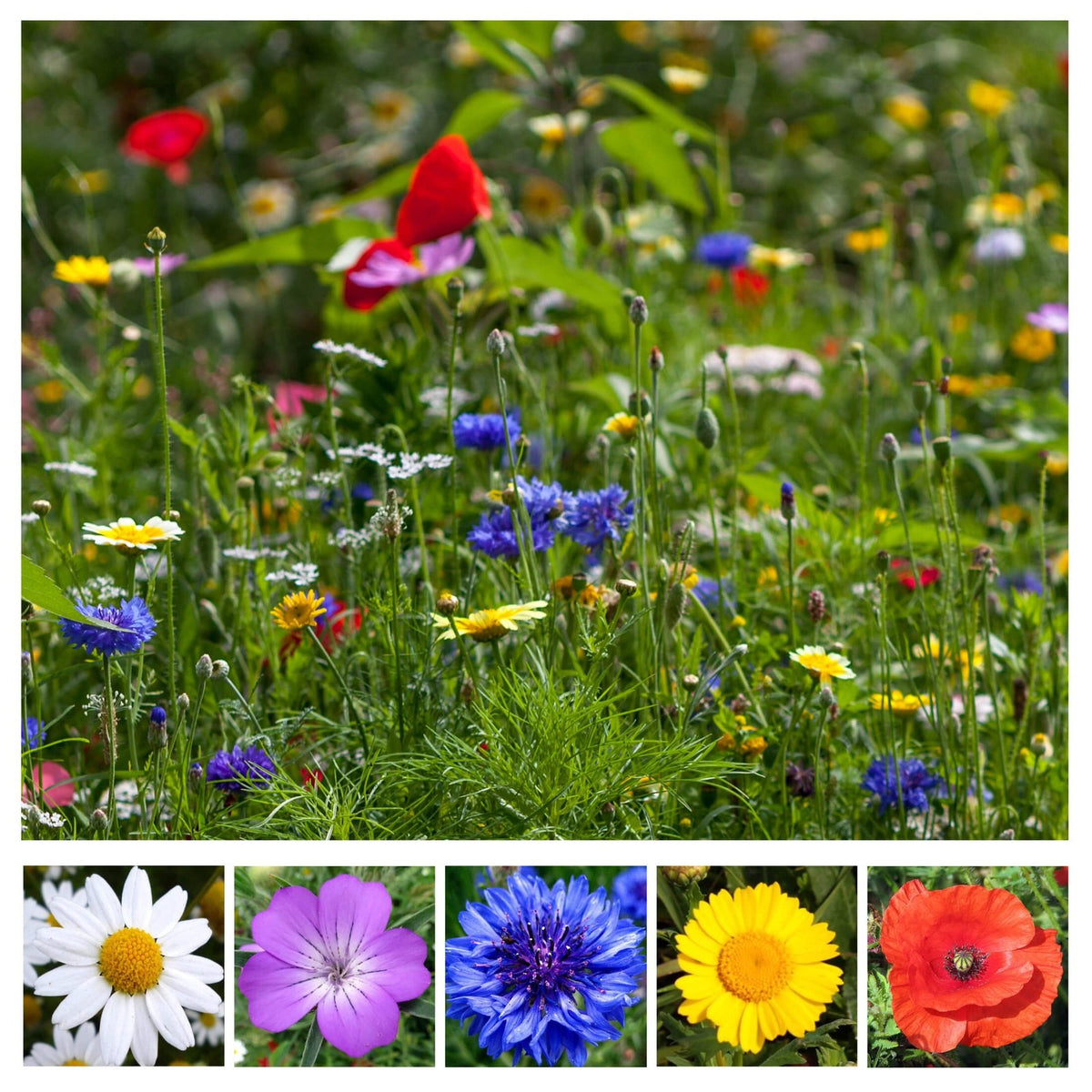 Products – Pure Seeds