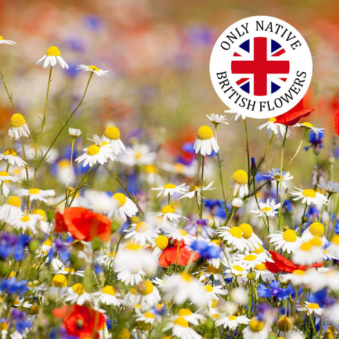Wildflower Seed Meadow Mix (10sqm) no grass – Pure Seeds