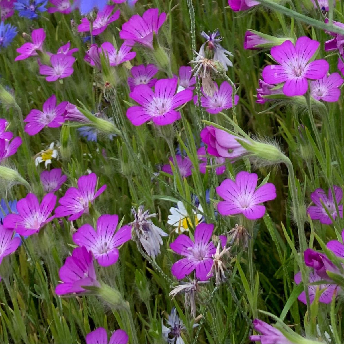 Corncockle Seeds (Agrostemma githago) | Tall Pink Wildflower for Bees ...