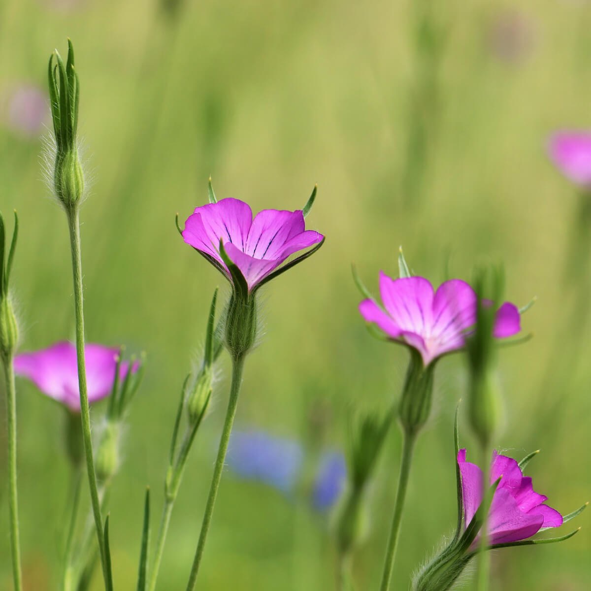 Corncockle Seeds (Agrostemma githago) | Tall Pink Wildflower for Bees ...