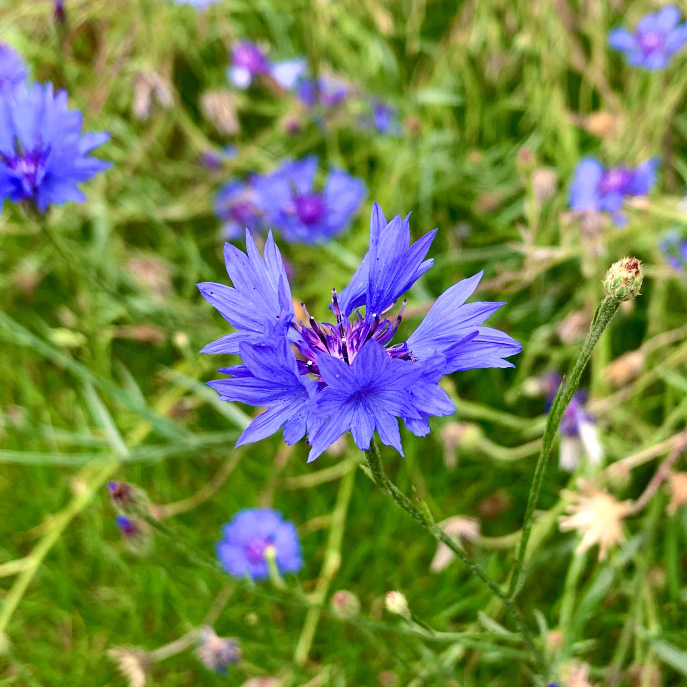 Centaurea Cyanus Seeds Tall White Cornflower (Centaurea Cyanus)