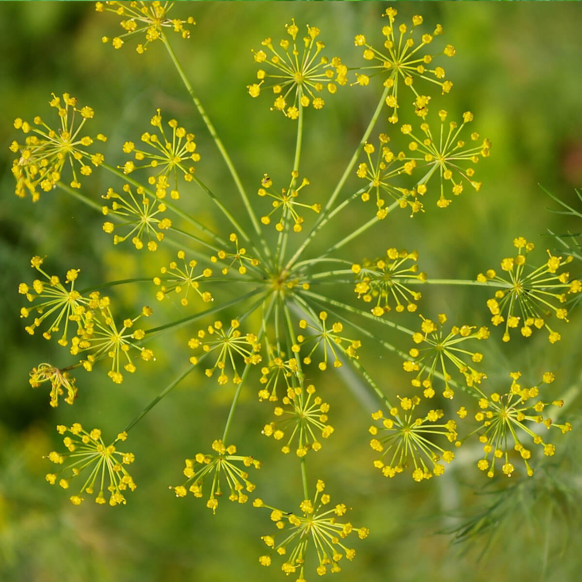 Dill Herb Seeds | Fresh Herb Grow Your Own Gardening – Pure Seeds