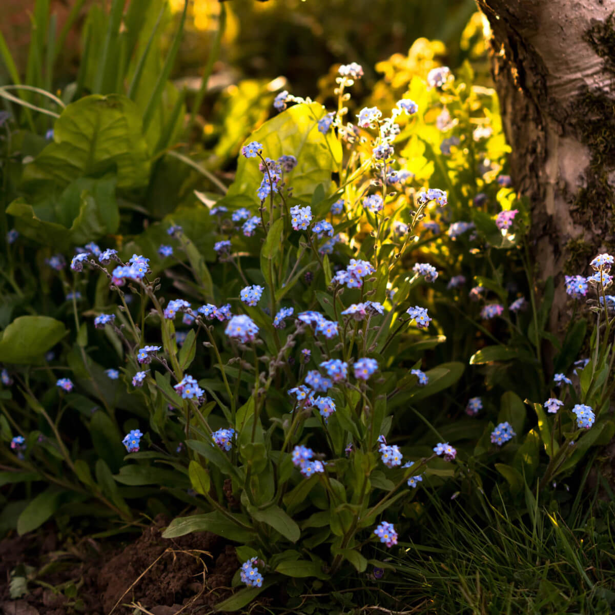 Forget-Me-Not Seeds (Myosotis arvensis) Dainty Blue Flowers for ...