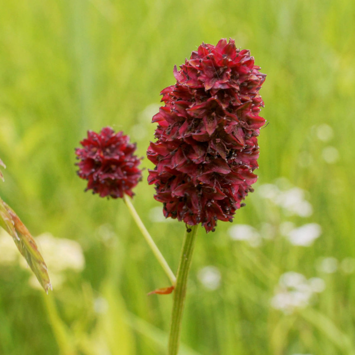 Burnet Seeds | Great & Salad Burnet, Hardy Perennial Edible Wildflower ...