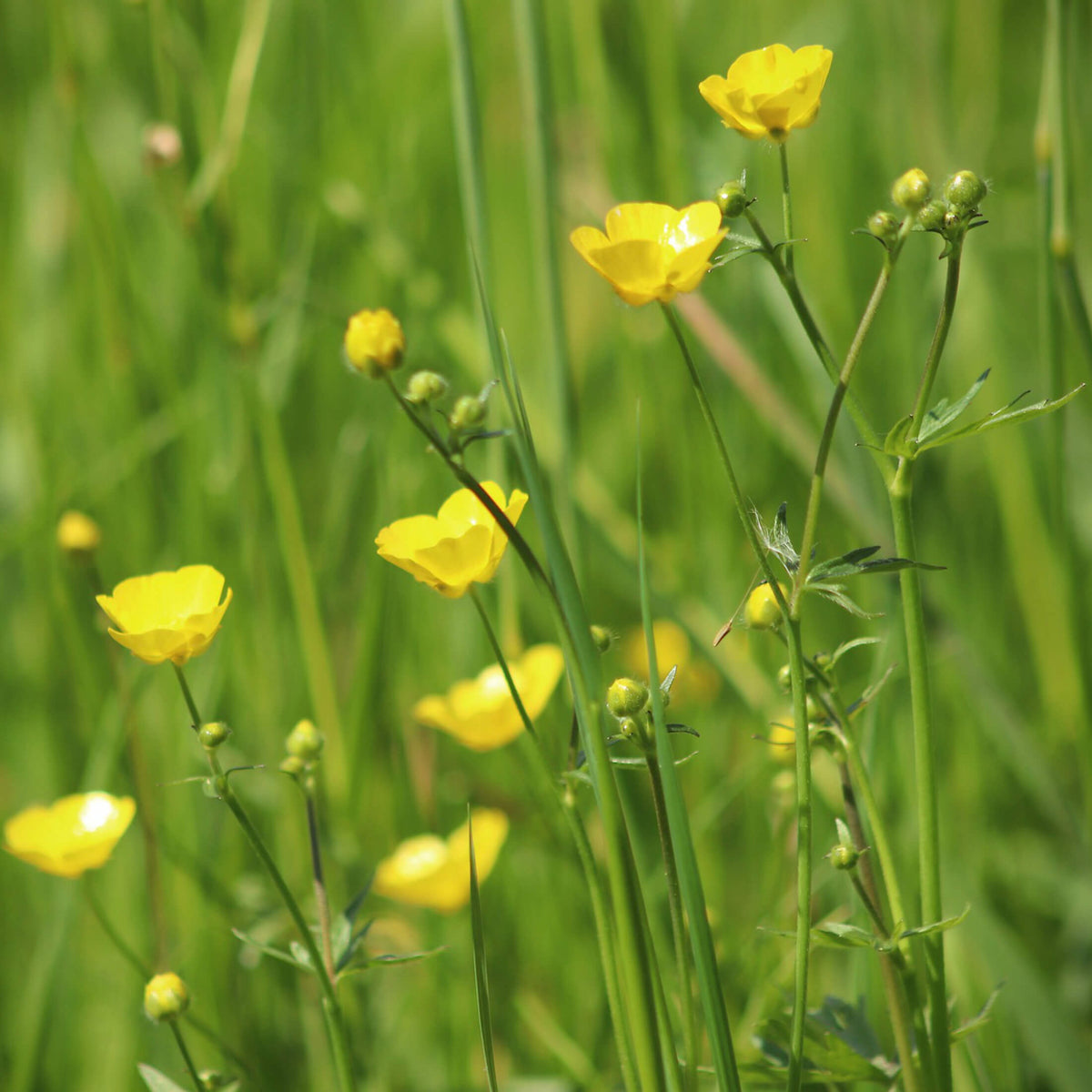 Meadow Buttercup Seeds (Ranunculus acris) – Pure Seeds