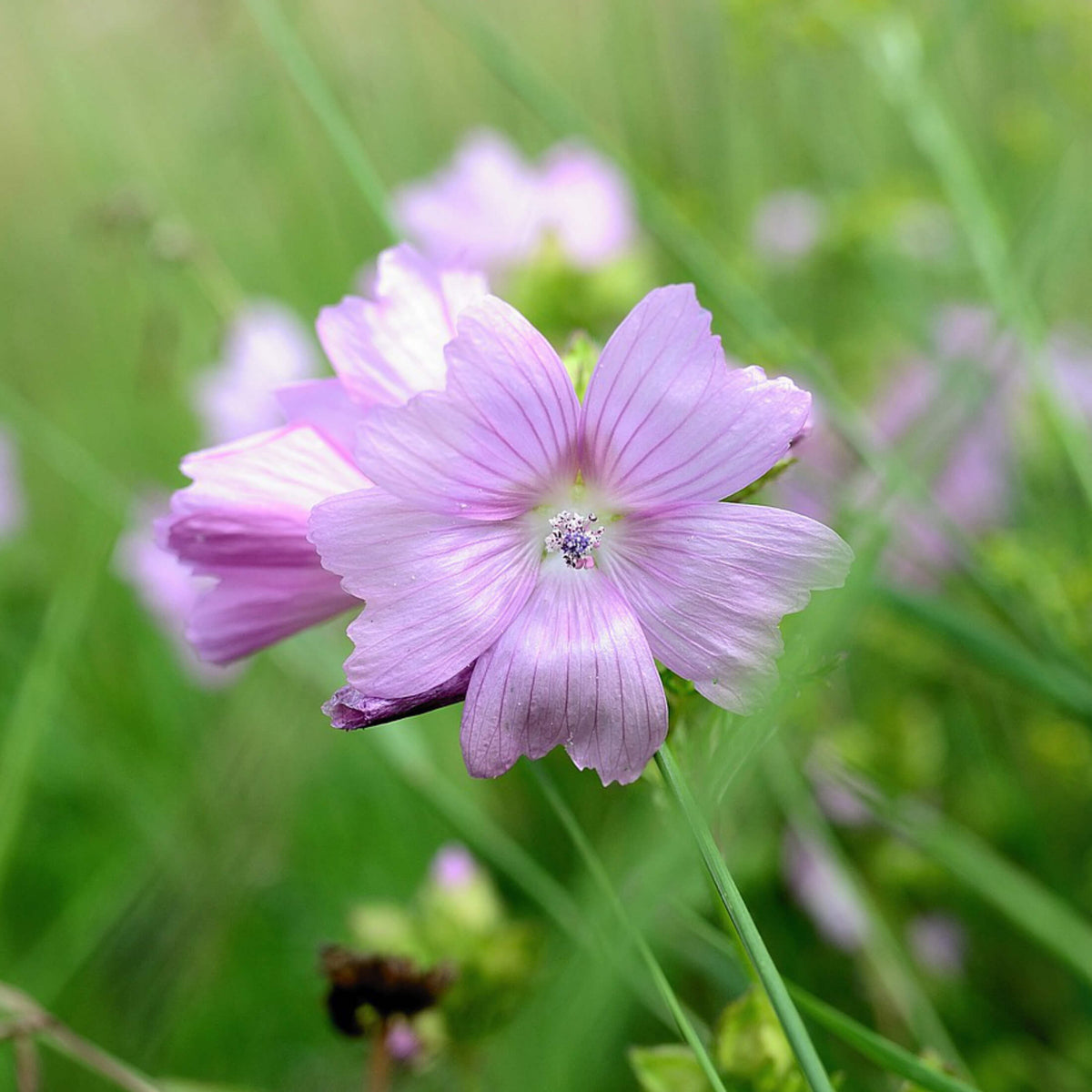Musk Mallow Seeds (Malva moschata) | Pink Edible Wildflower – Pure Seeds