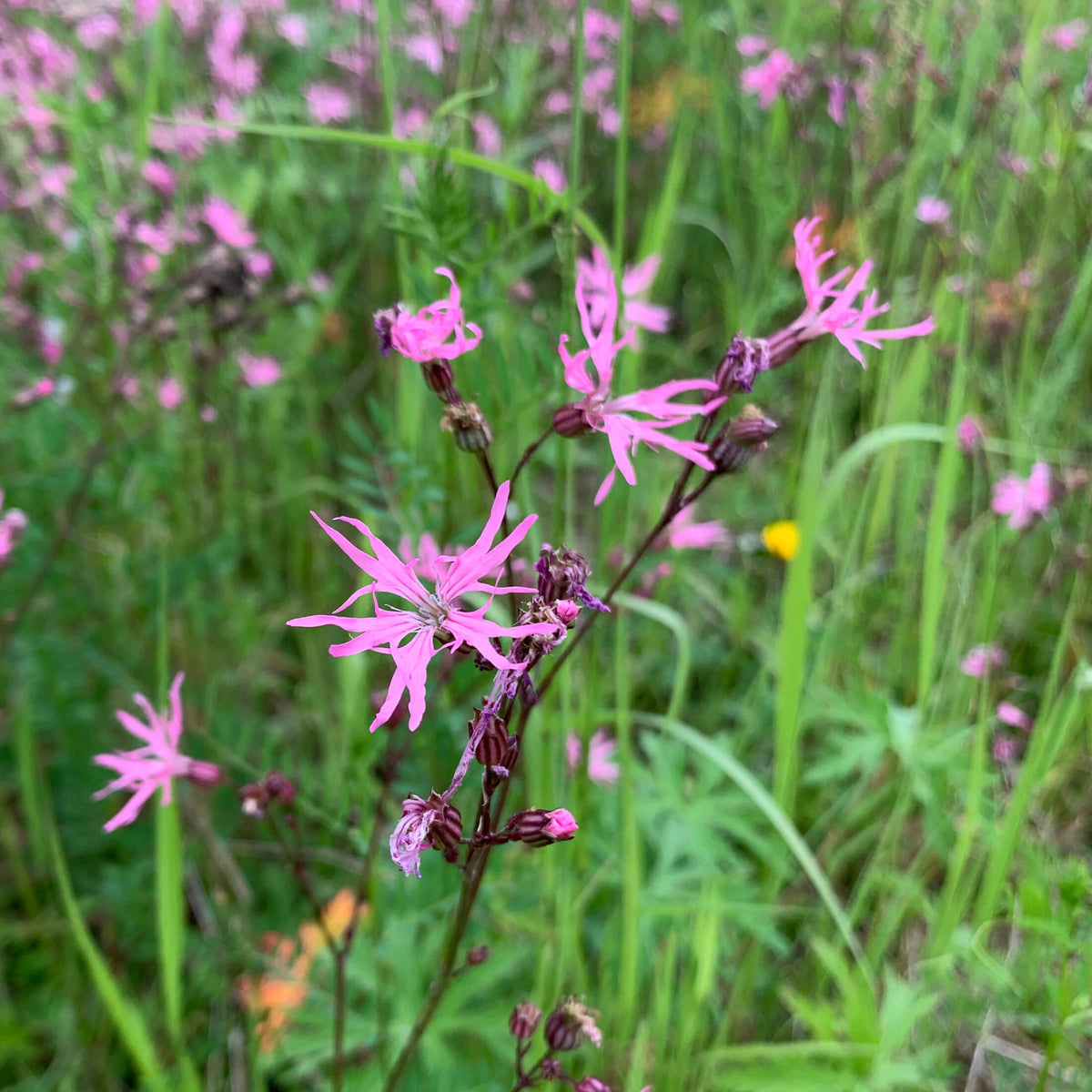 Ragged Robin Seeds | Pink Wildflower for Pollinators Marginal Plant ...