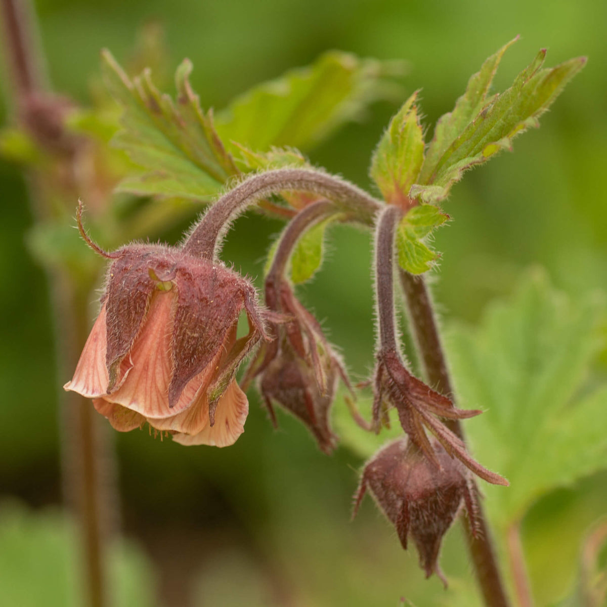 Water Avens Seeds (Geum rivale) | Marginal Pond Plant Wildflower – Pure ...
