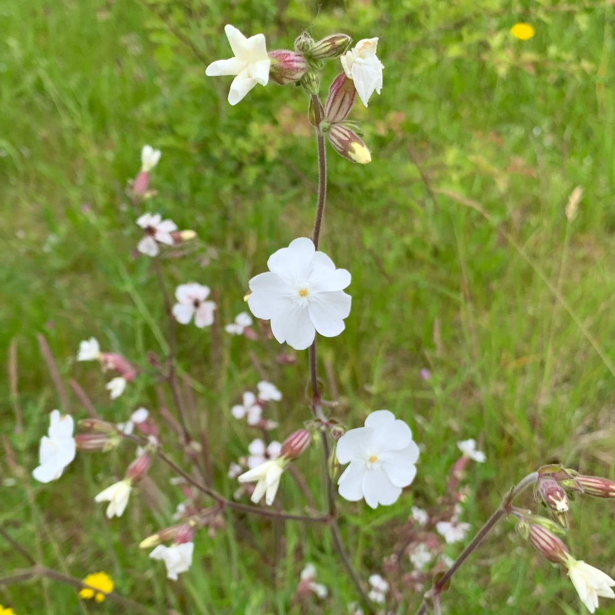 White Campion Seeds (Silene latifolia) | Tall White Wild Flower Seed ...